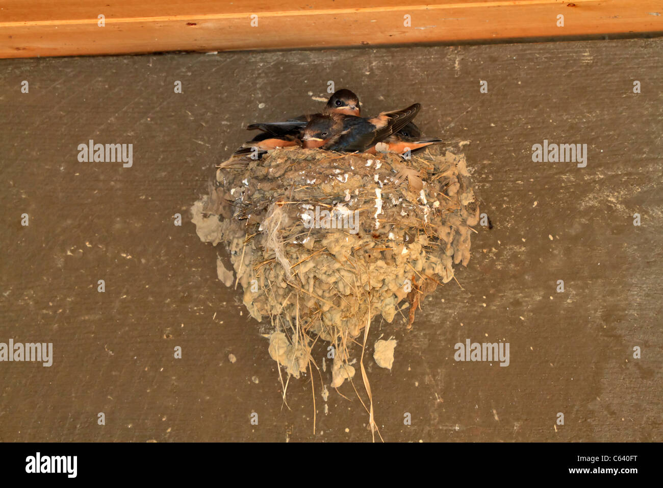 A nest of baby barn swallows (Hirundo rustica Stock Photo - Alamy