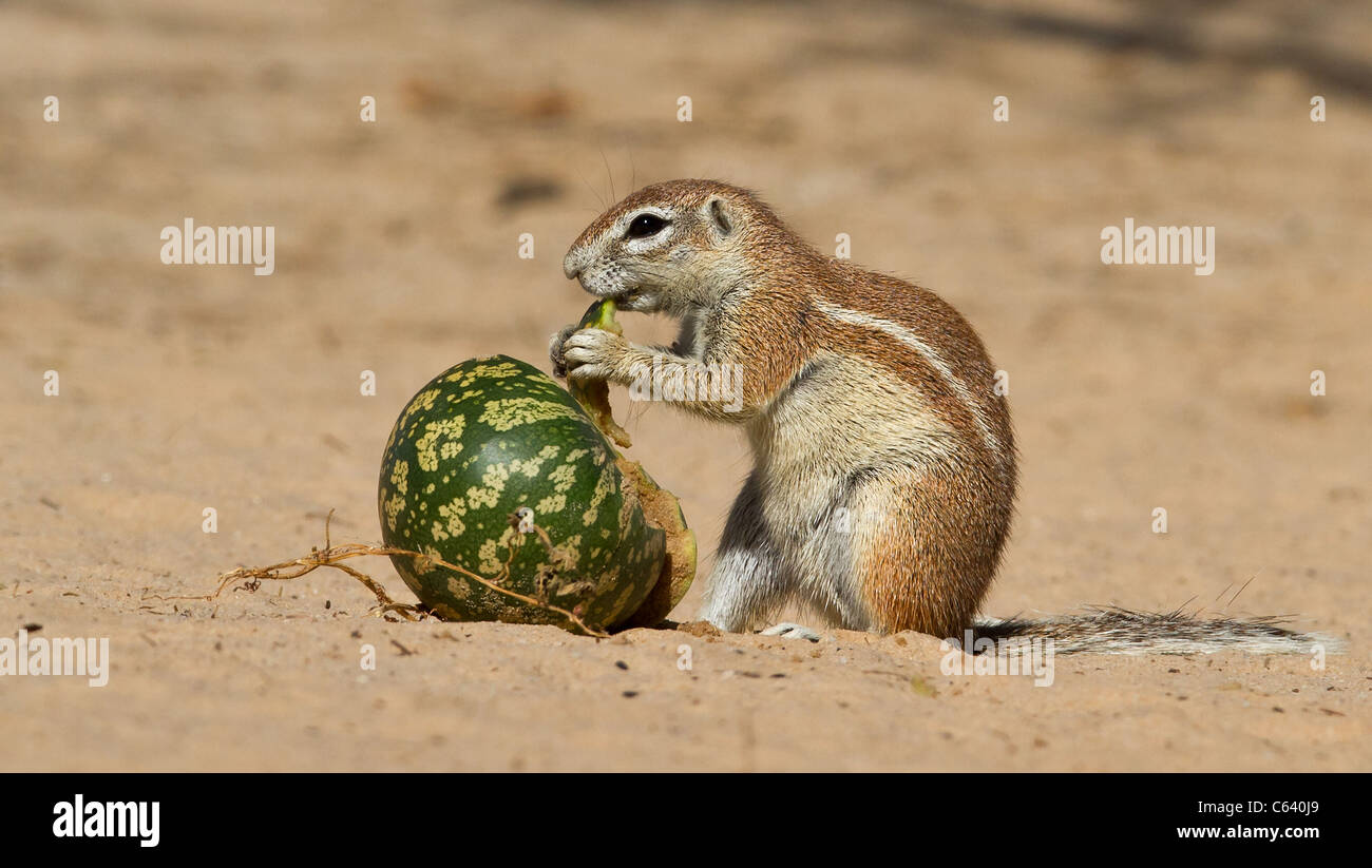 ground squirrel eating Stock Photo - Alamy