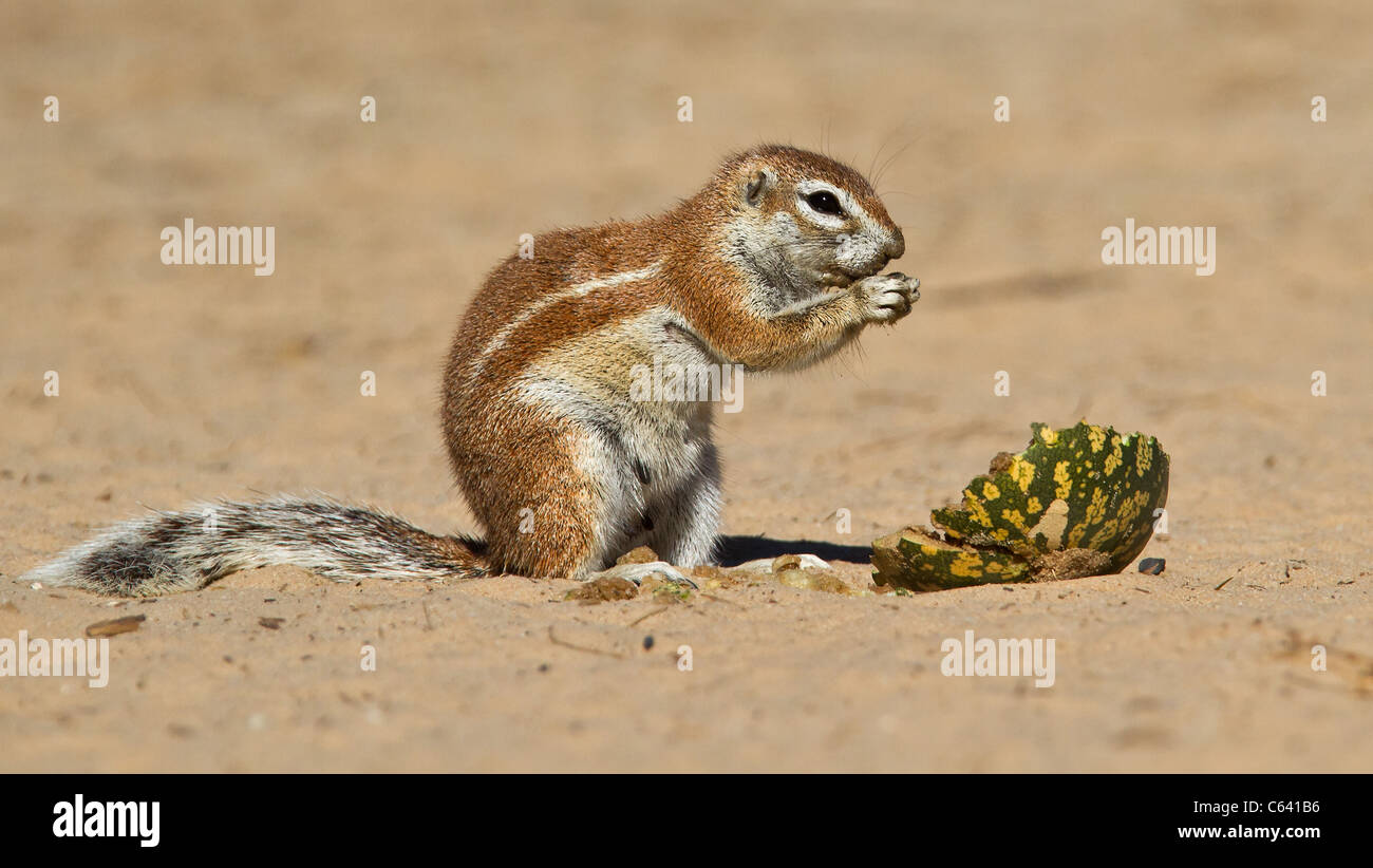 ground squirrel eating Stock Photo - Alamy