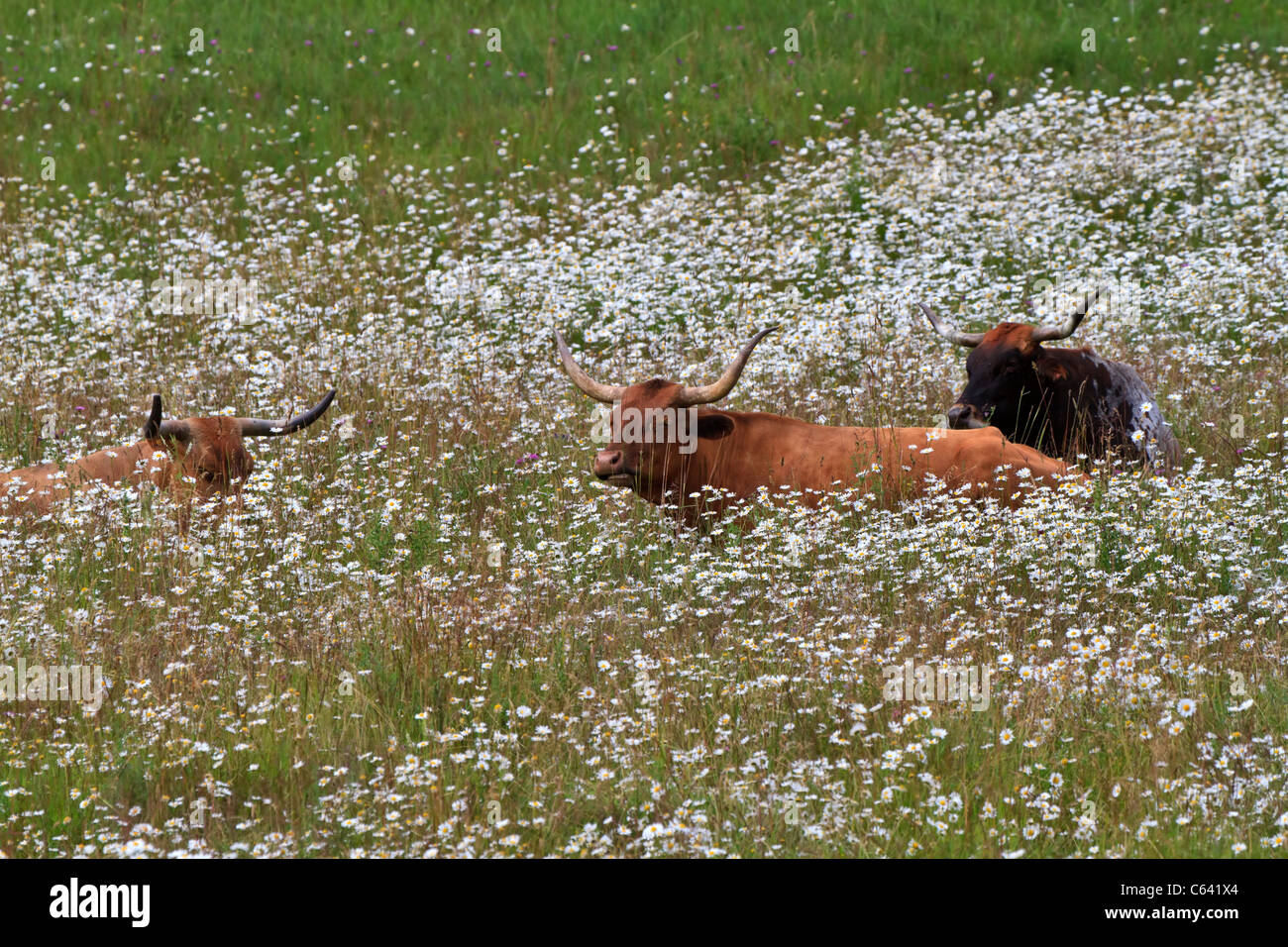 Longhorn cattle resting in a field of daisies Stock Photo - Alamy