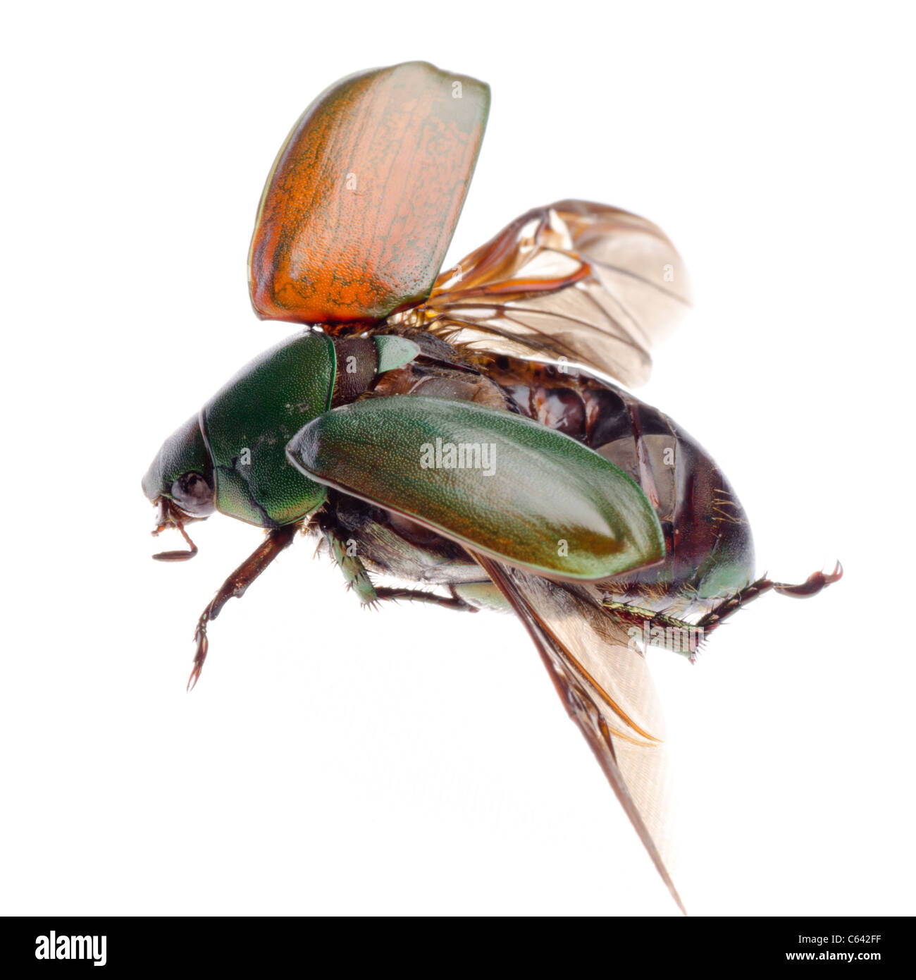 flying insect scarab beetle isolated Stock Photo - Alamy
