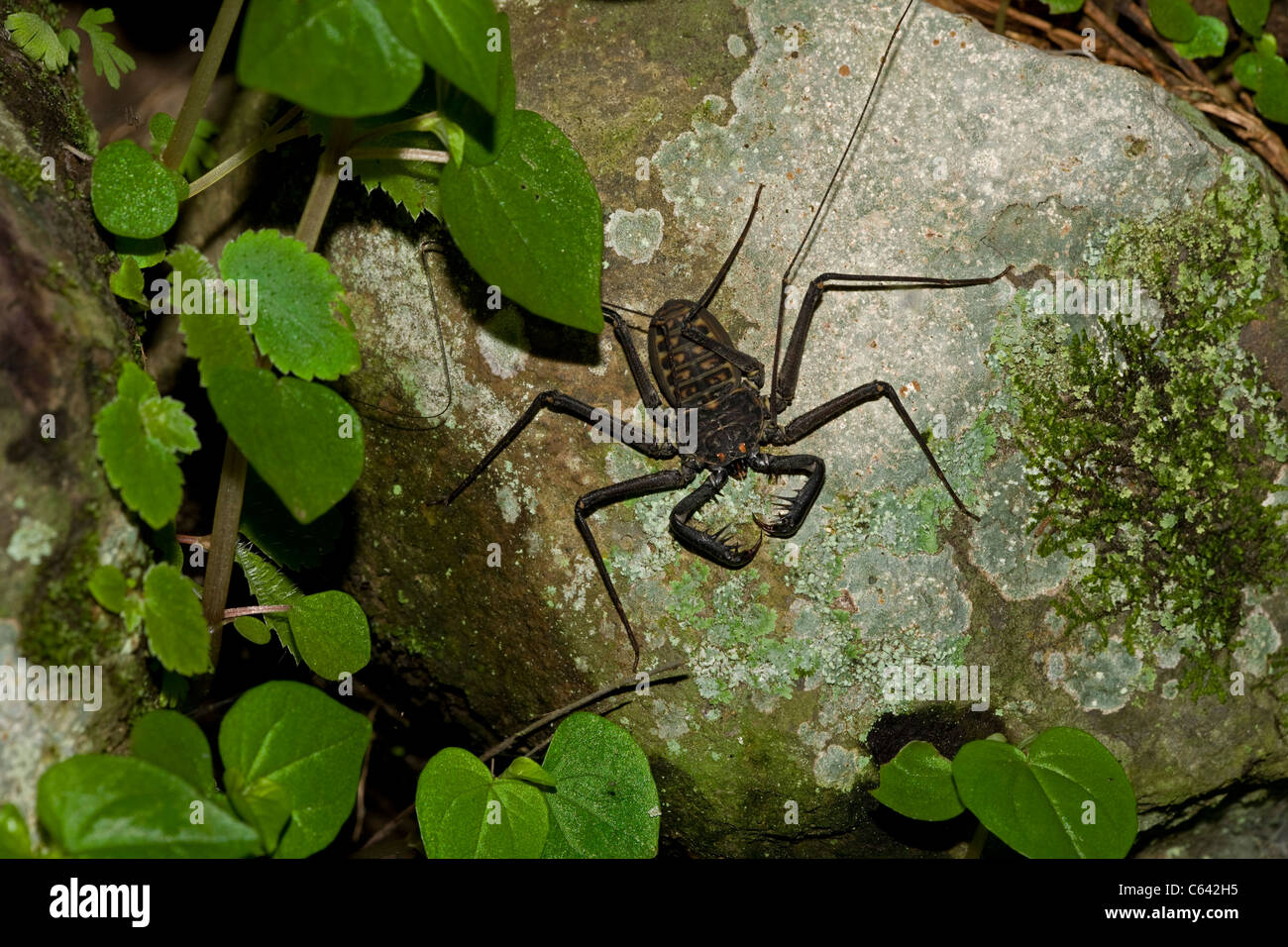 Tail Less Whip Scorpion High Resolution Stock Photography and Images ...