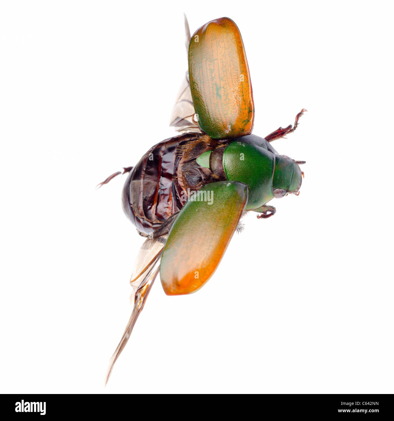 flying insect scarab beetle isolated Stock Photo - Alamy