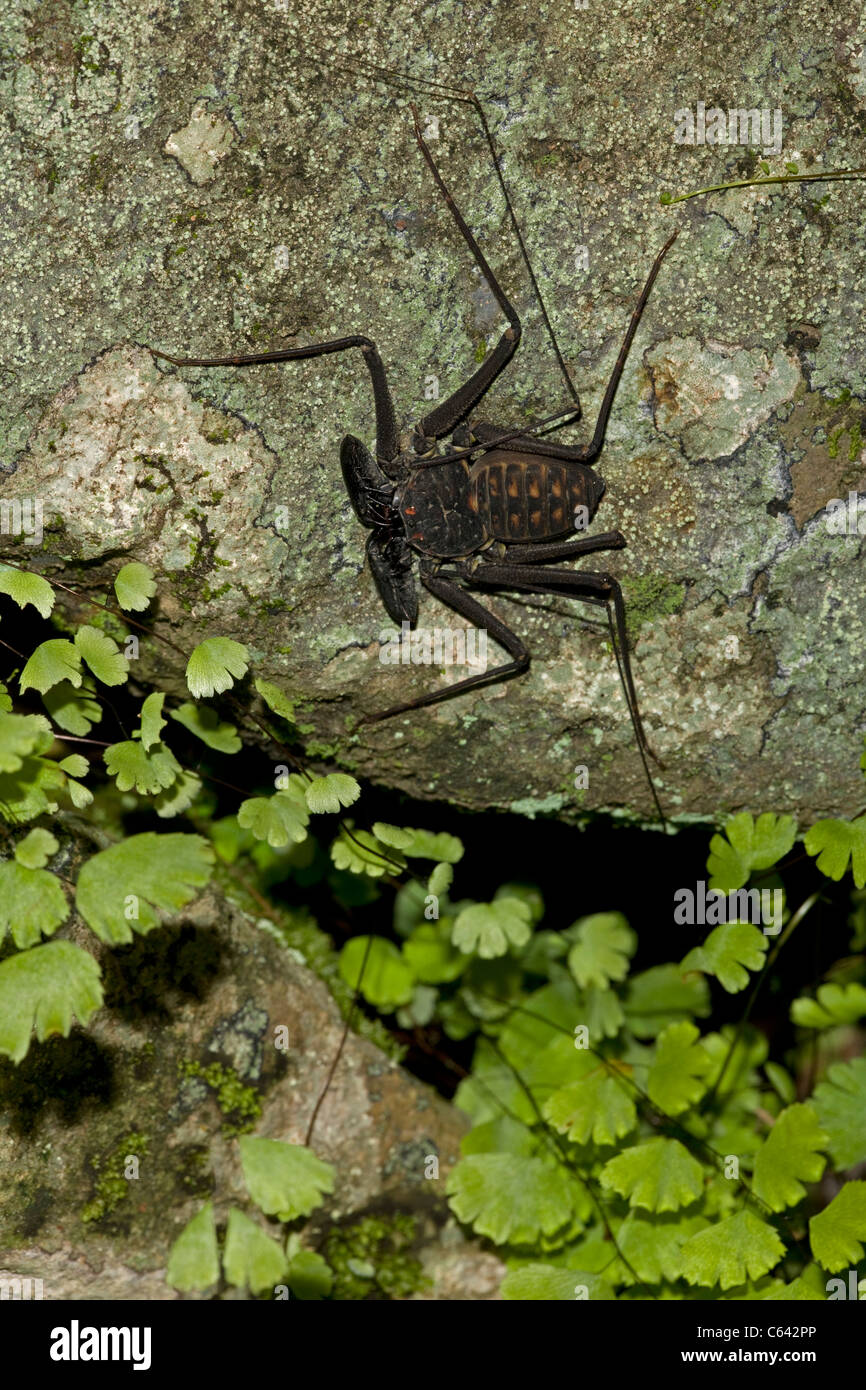 Tail Less Whip Scorpion High Resolution Stock Photography and Images ...