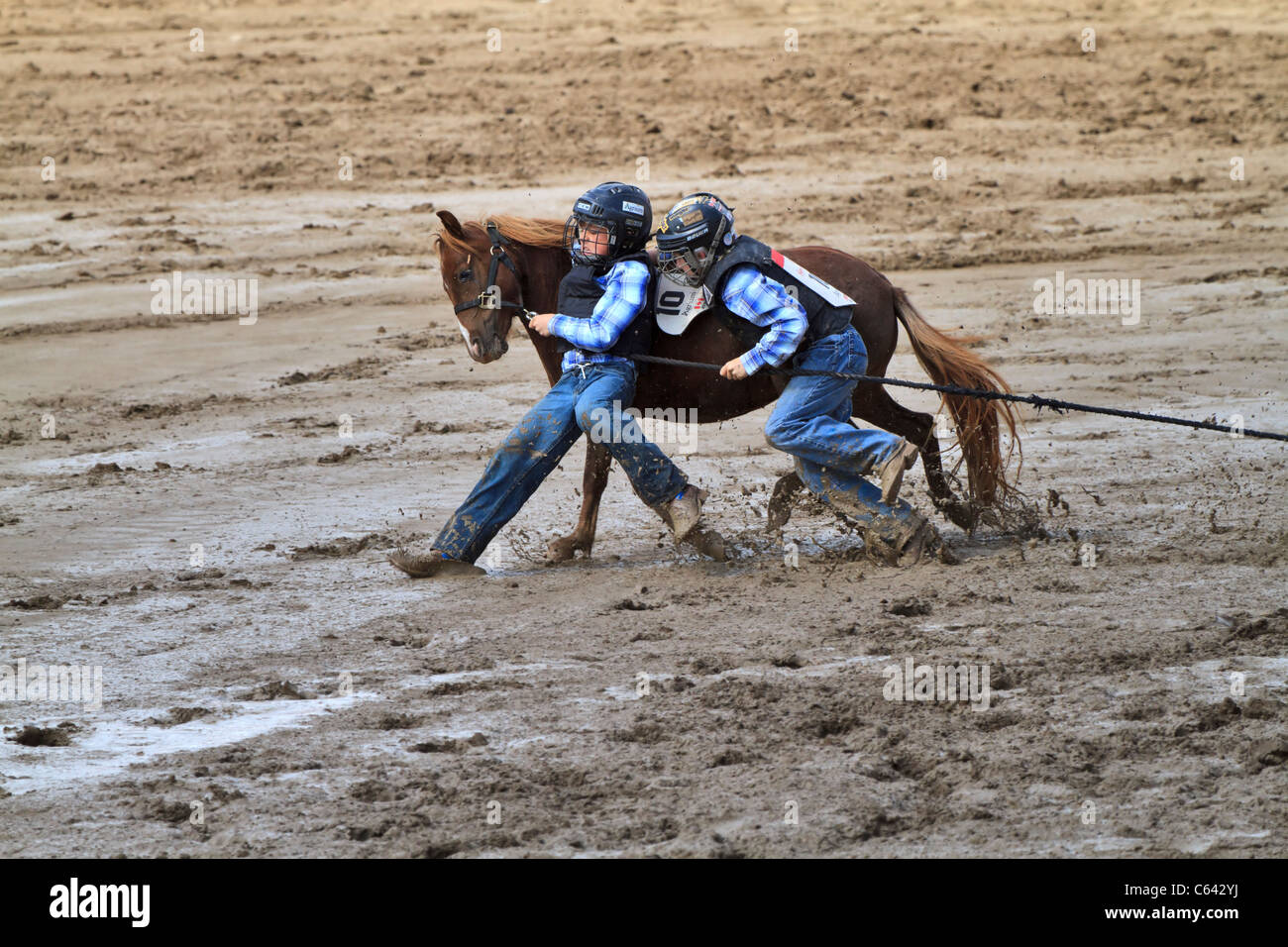 Wild pony race, Calgary Stampede, Alberta, Canada. This is a rough ...