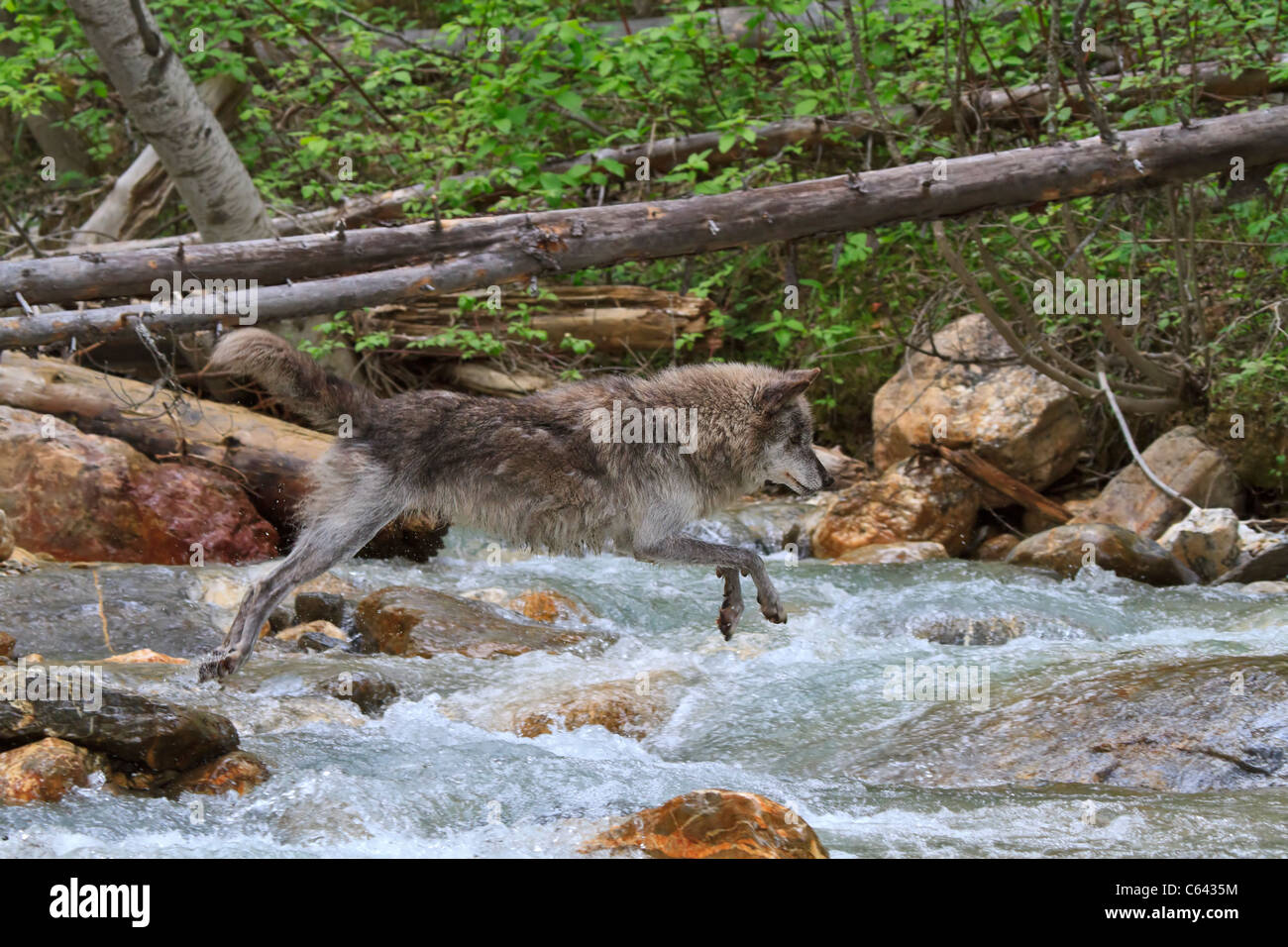 Wolf crossing hi-res stock photography and images - Alamy