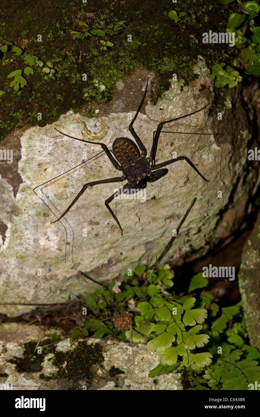 Tail-less whip scorpion - (Phrynus whitei) - Costa Rica - Amblypygid ...