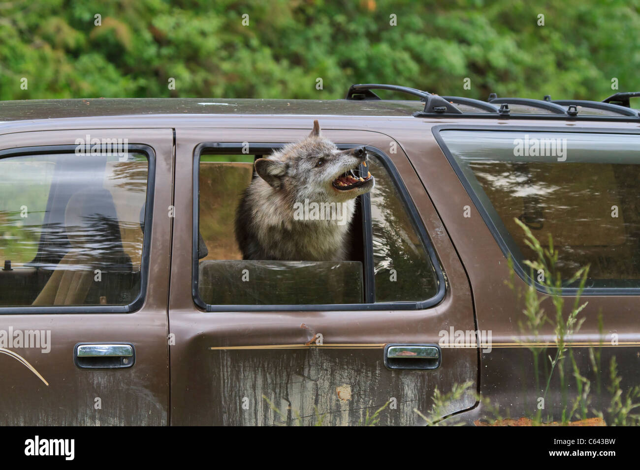 Grey wolf, Canis lupus, inside a vehicle. Columbia Valley, British ...