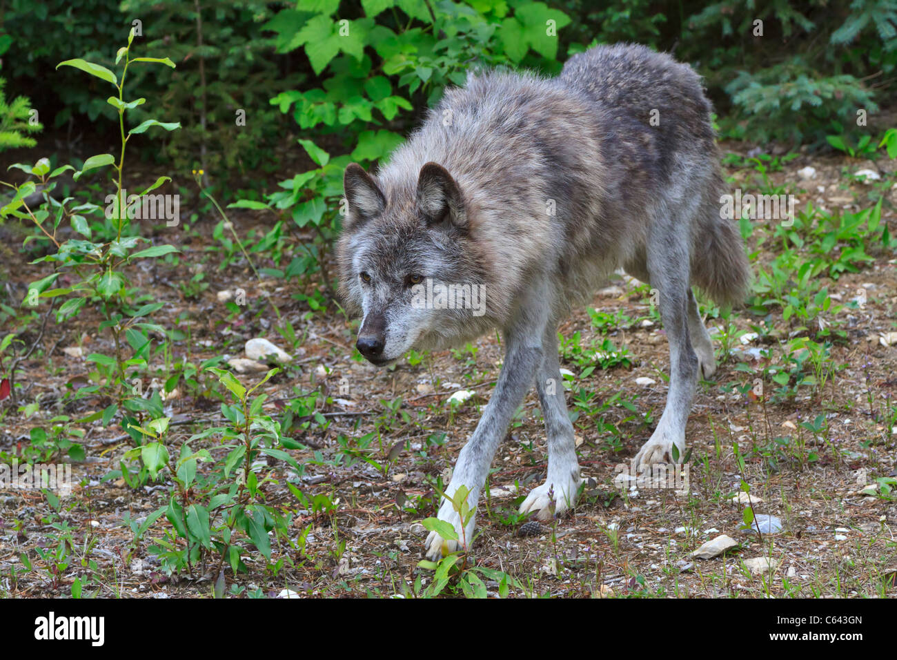 Grey wolf, Canis lupus, on the prowl. Columbia Valley, British Columbia ...