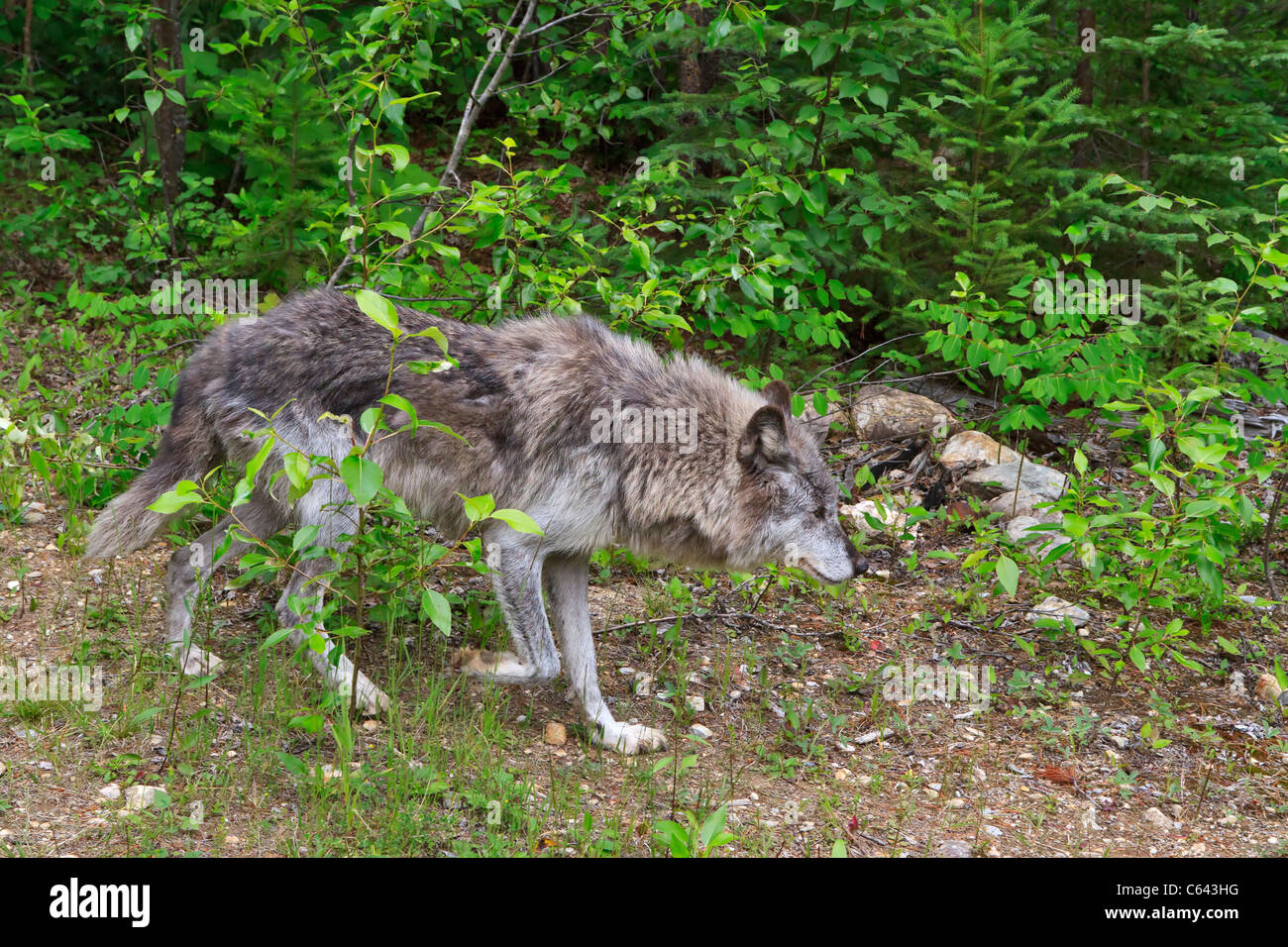 Gray wolf hunting hi-res stock photography and images - Alamy