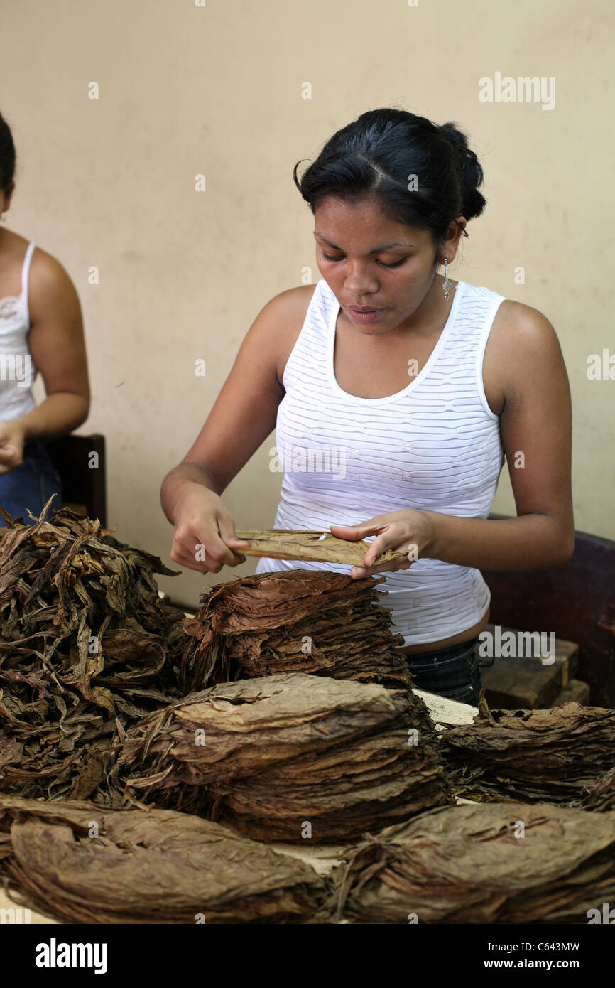 Woman removes plant material hi-res stock photography and images - Alamy