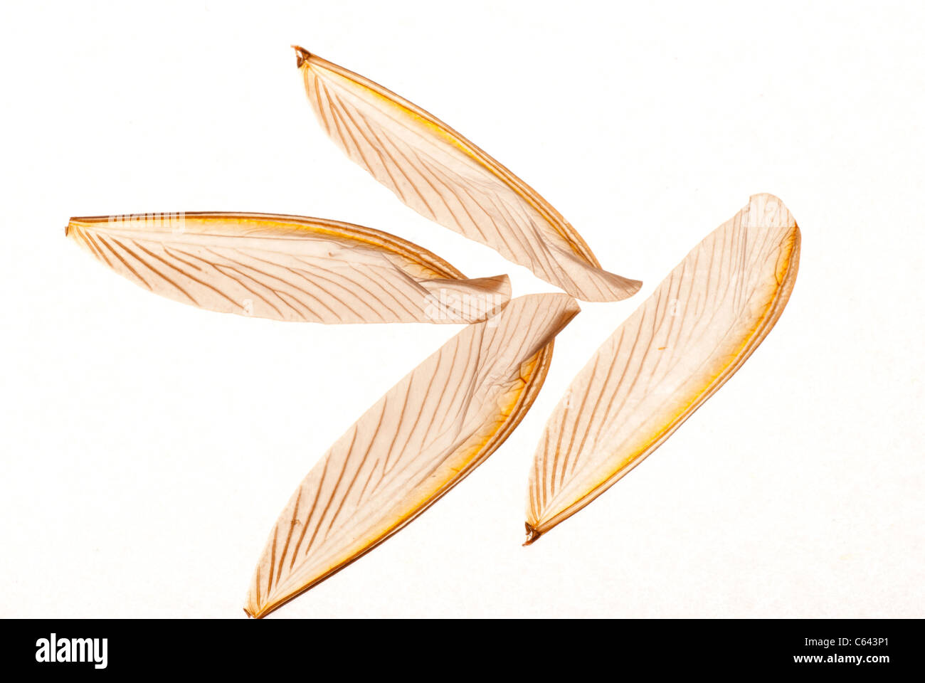 Insect wing detail Cut Out Stock Images & Pictures - Alamy