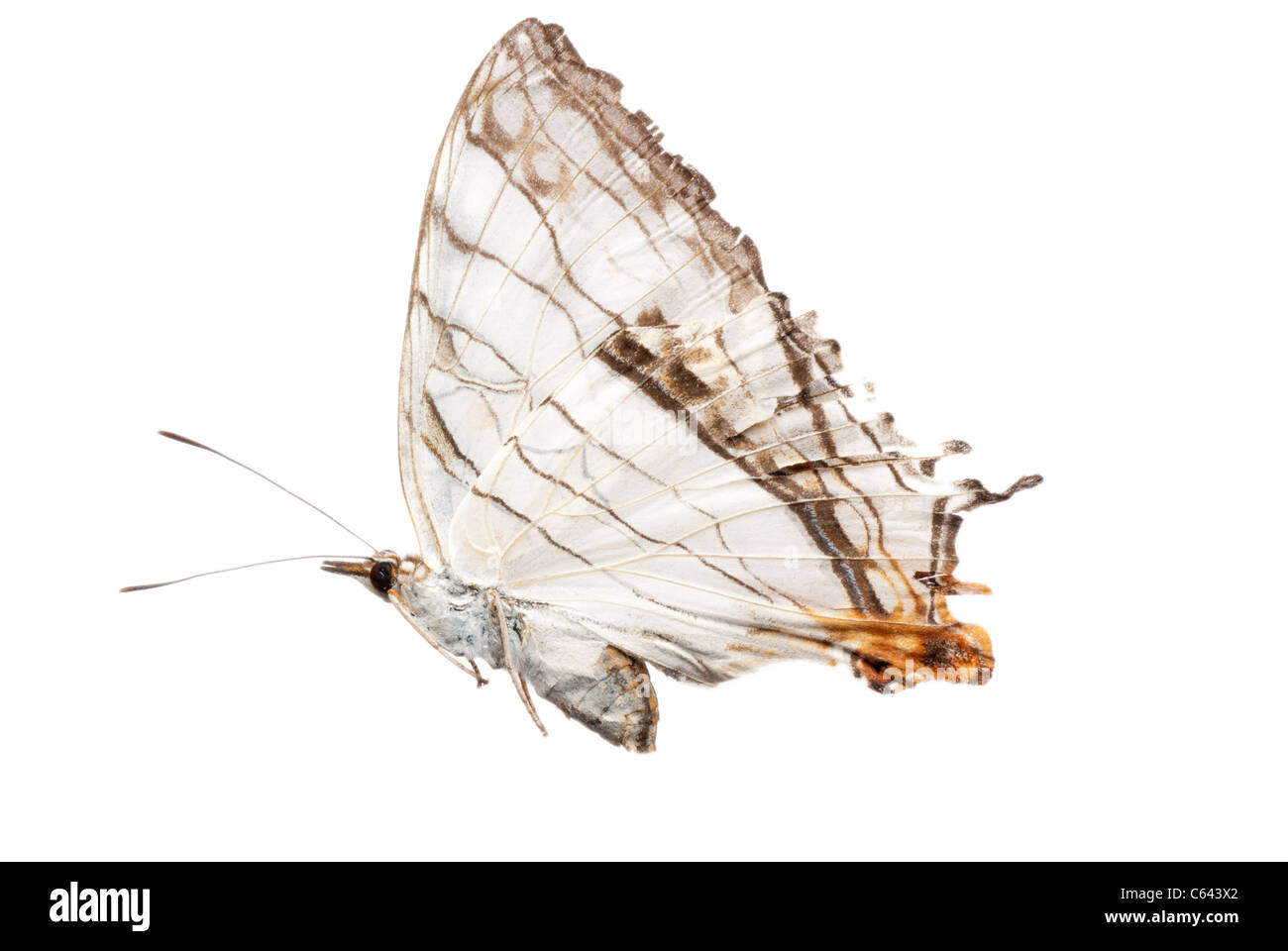 butterfly isolated on white Stock Photo - Alamy