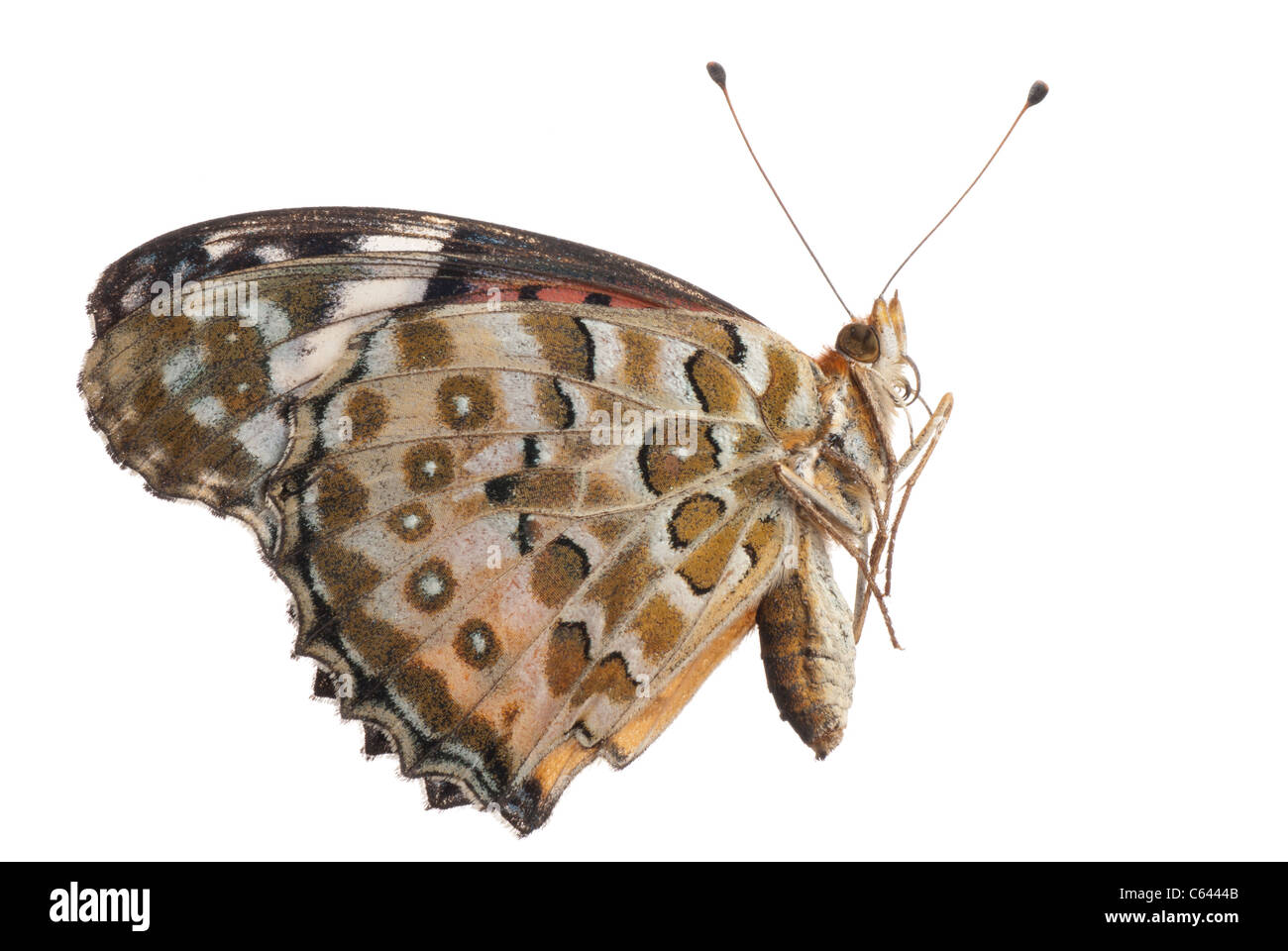 butterfly isolated on white Stock Photo - Alamy