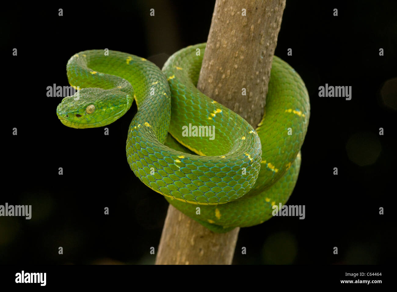 Side-striped Palm-pit viper (Bothriechis lateralis) - Costa Rica ...
