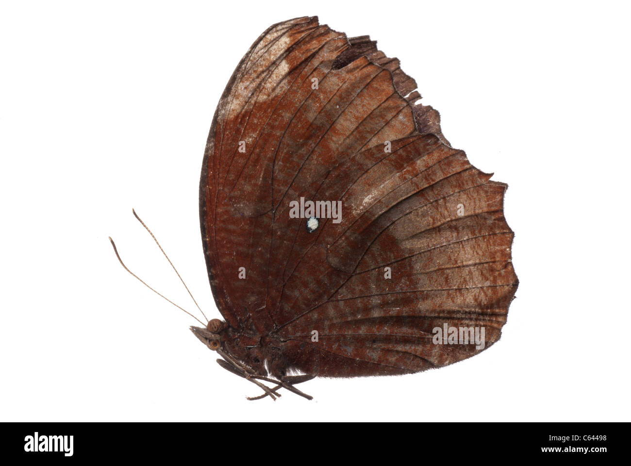 butterfly isolated on white Stock Photo - Alamy