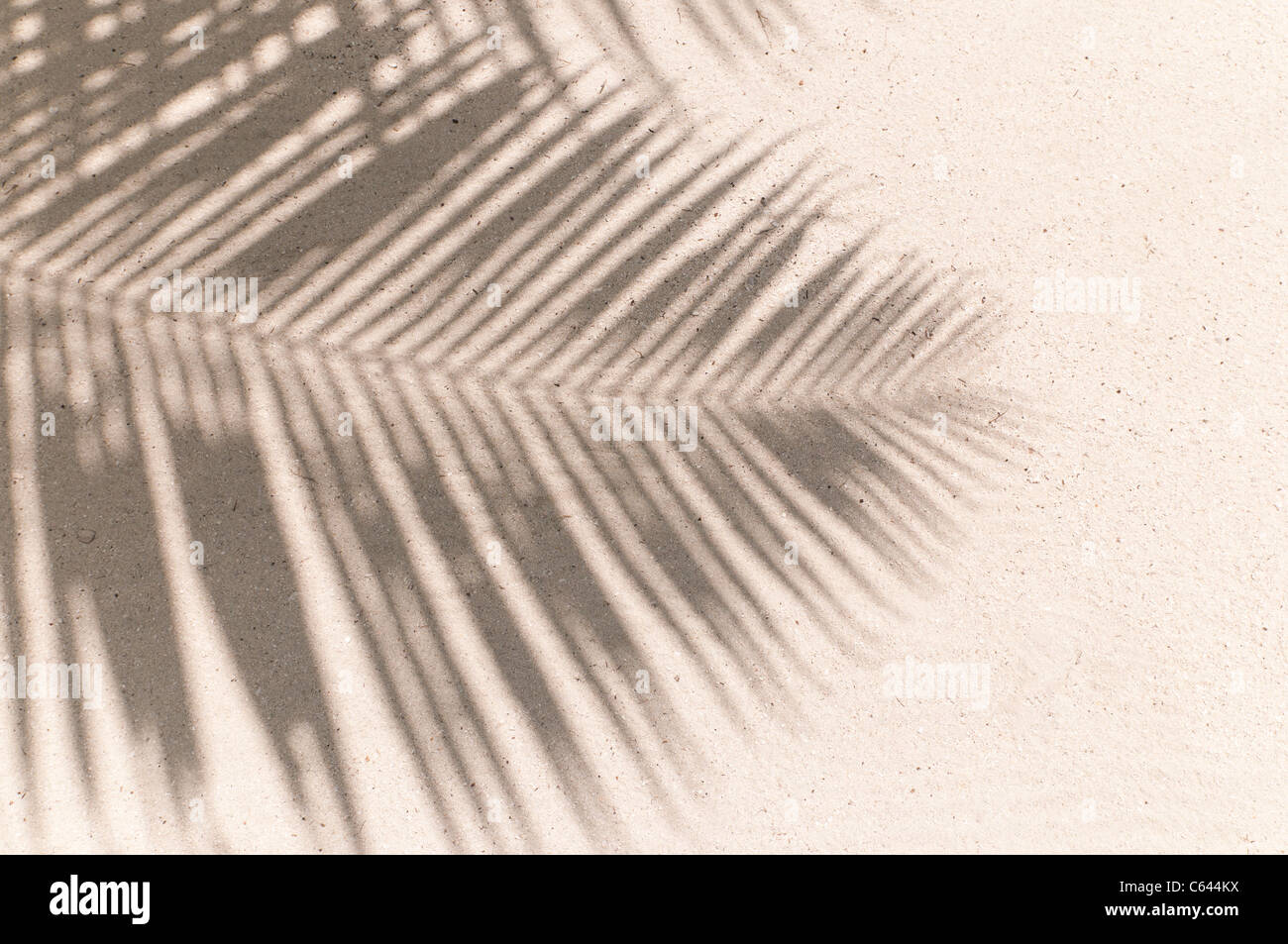 palm leaves shadow background Stock Photo - Alamy