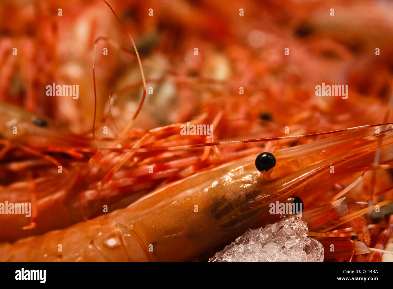 Spot prawn hi-res stock photography and images - Alamy