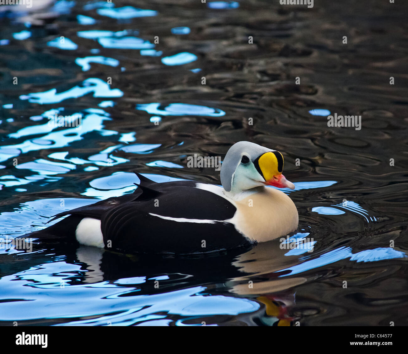 King eider duck hi-res stock photography and images - Alamy