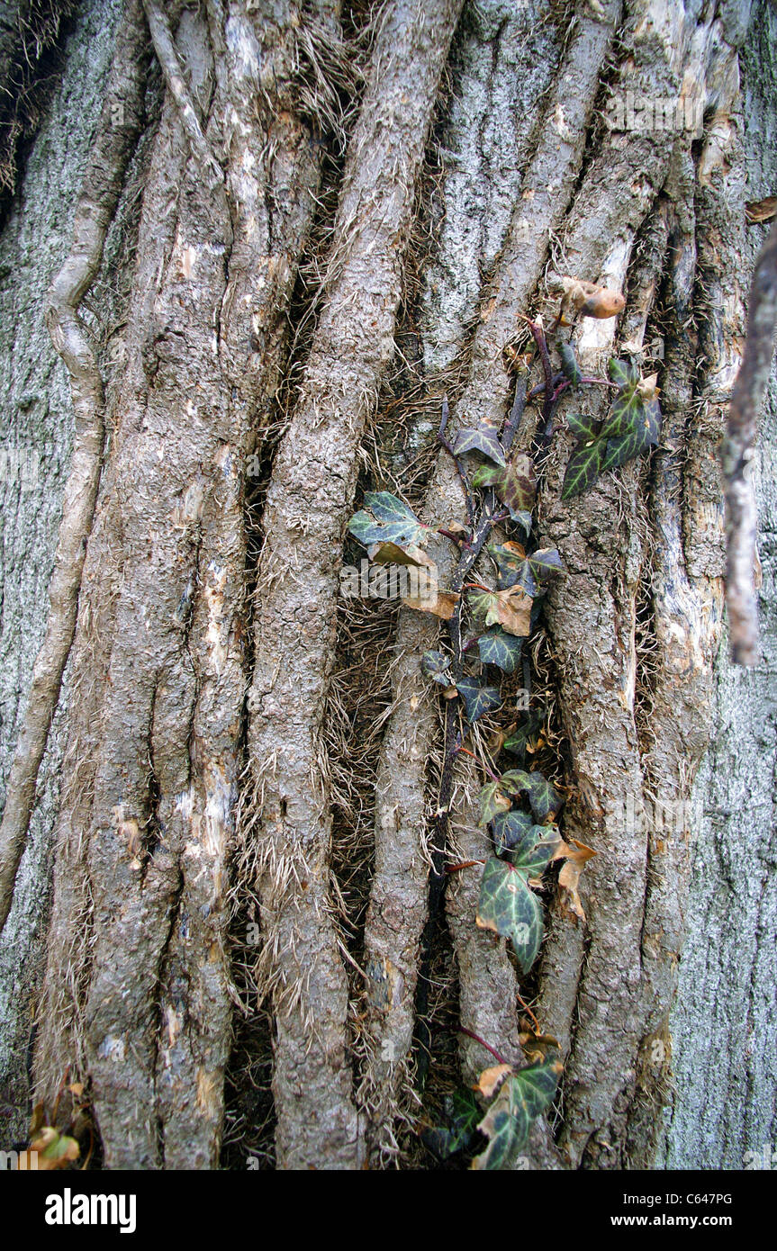 English Ivy (Hedera helix) Vines and roots encasing tree trunk of ...