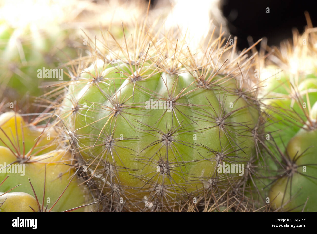 Cactus tree hi-res stock photography and images - Alamy