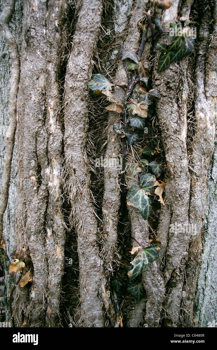 English Ivy (Hedera helix) Vines and roots encasing tree trunk of ...