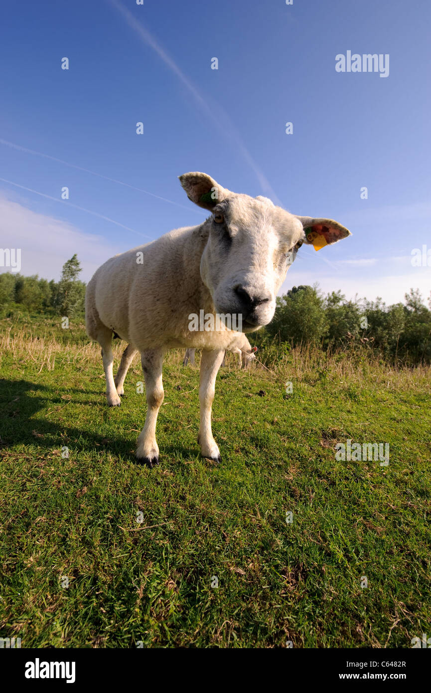 Closeup of sheep hi-res stock photography and images - Alamy
