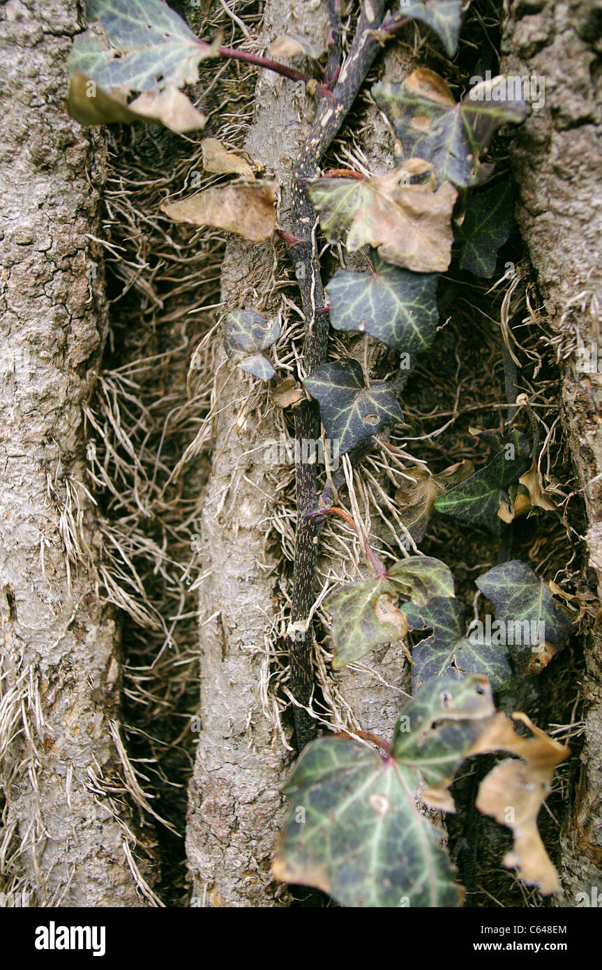 Sycamore tree roots hi-res stock photography and images - Alamy