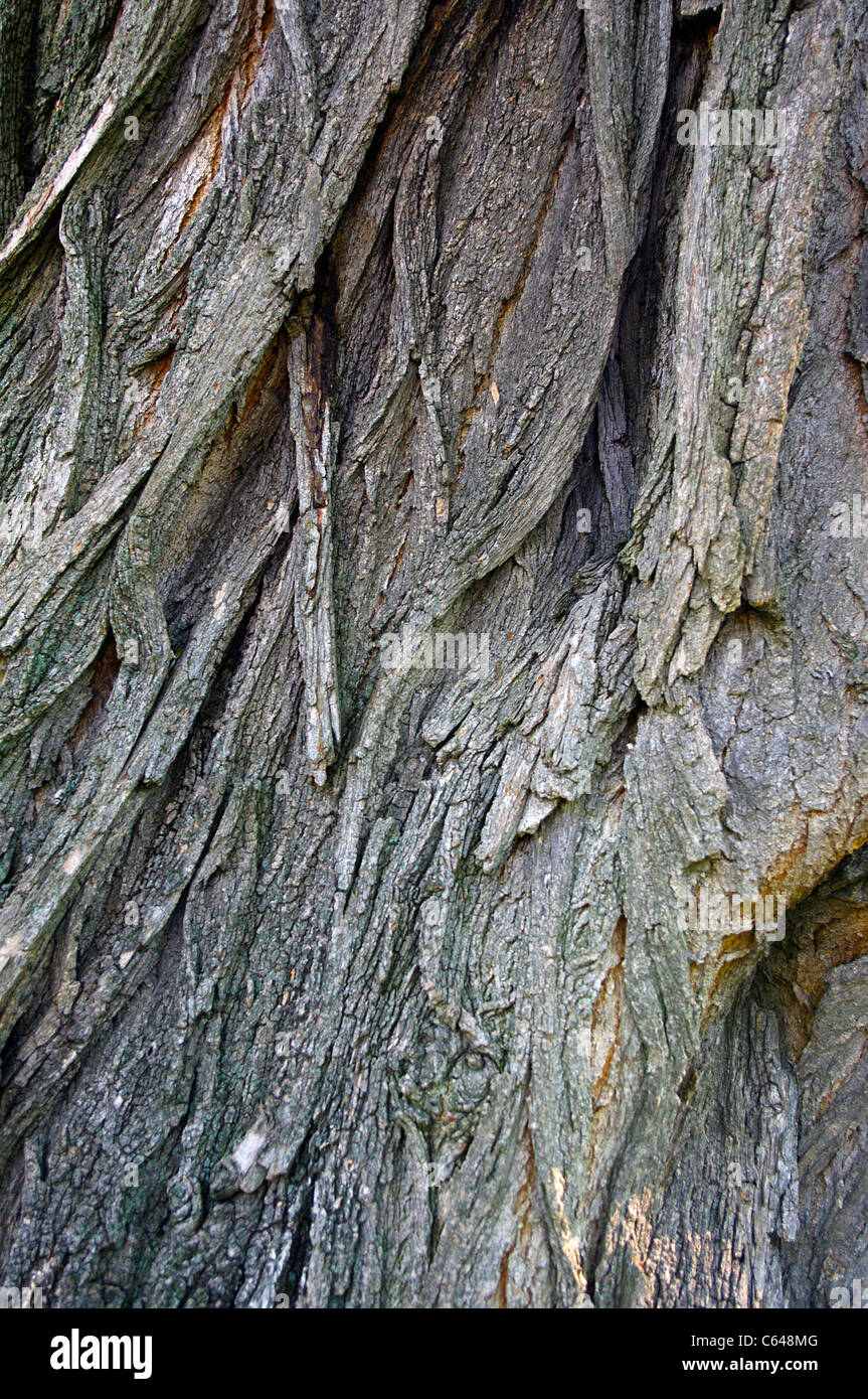 Close up of tree bark, Black Locust Robinia pseudoacacia Stock Photo ...