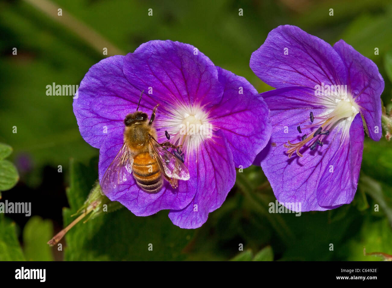Dwarf geranium hi-res stock photography and images - Alamy