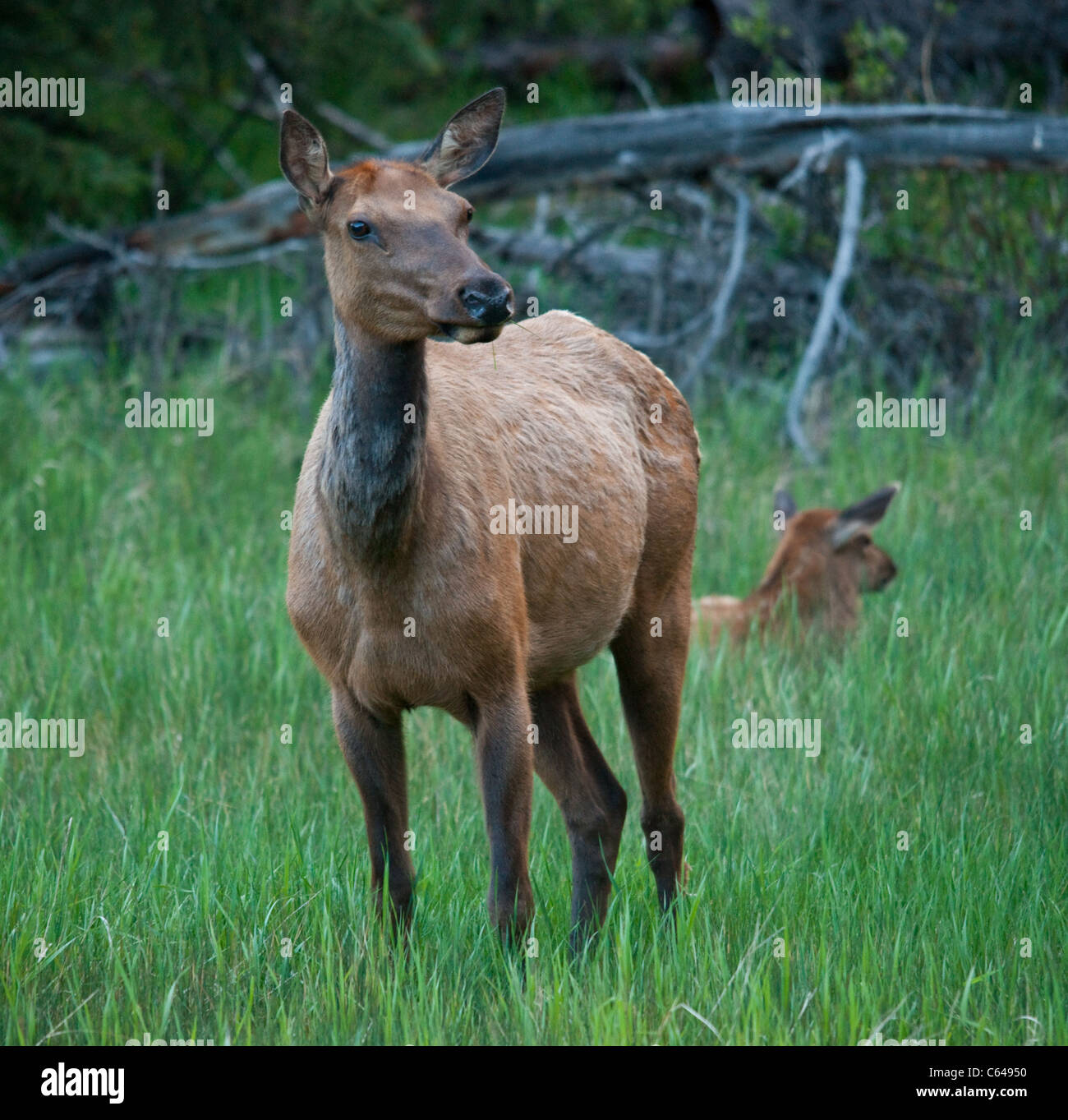 Mother elk watching over her young in Banff National Park, Canada ...