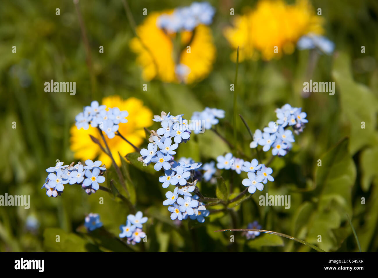 Myosotis alpestris or Alpine Forget-me-not Stock Photo - Alamy