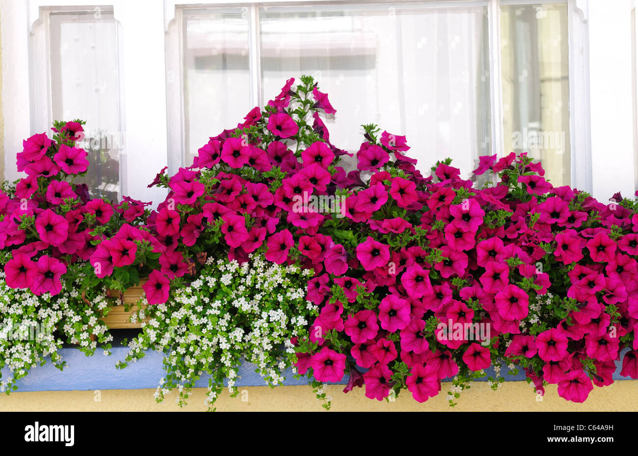 Window Flower Box Petunia .Appledore North Devon Stock Photo - Alamy