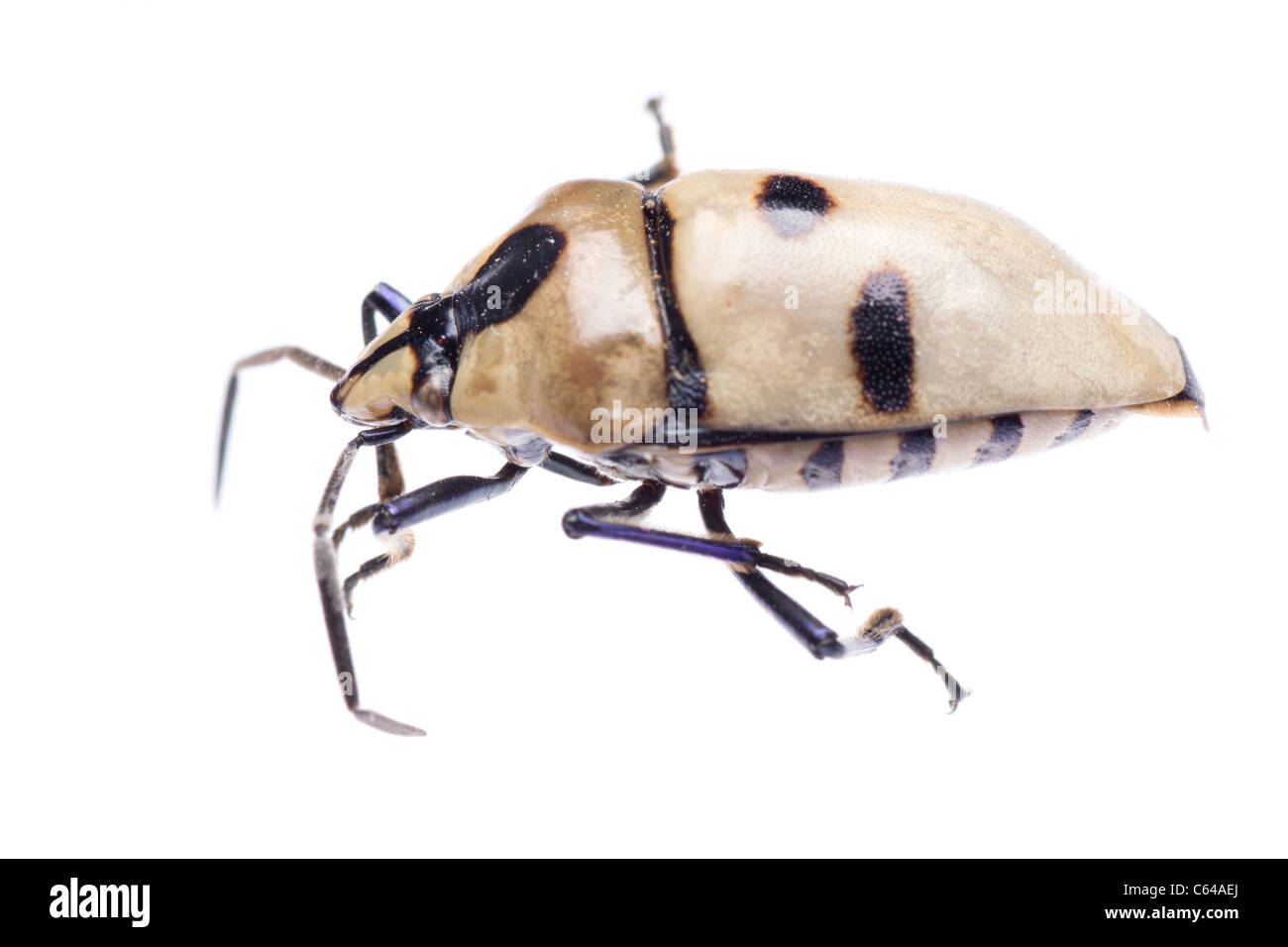 shield back stink bug isolated on white Stock Photo - Alamy