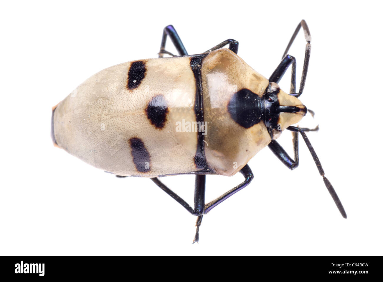 shield back stink bug isolated on white Stock Photo - Alamy