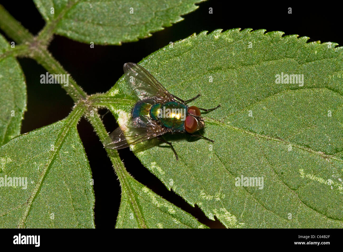 Greenbottle fly species lucilia species hi-res stock photography and ...