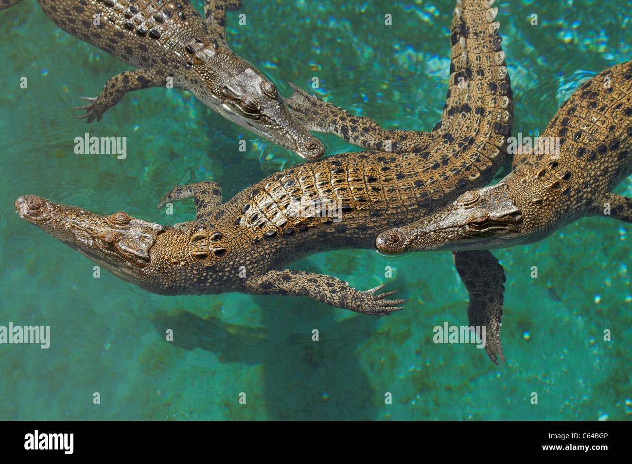 Darwin crocodile hi-res stock photography and images - Alamy
