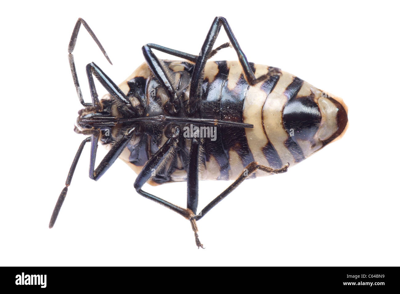 Brown shield bug Cut Out Stock Images & Pictures - Alamy