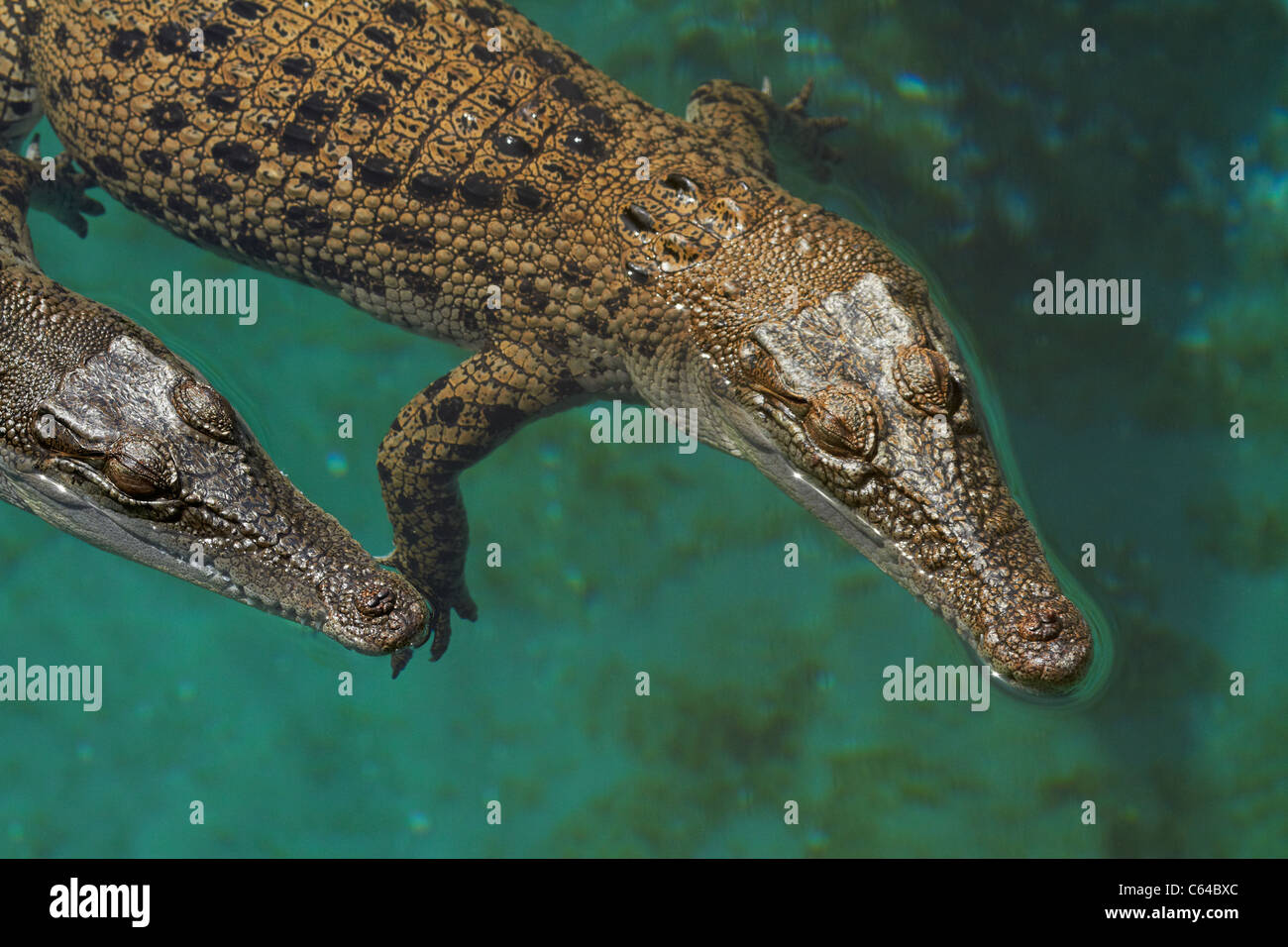 Darwin saltwater crocodiles hi-res stock photography and images - Alamy