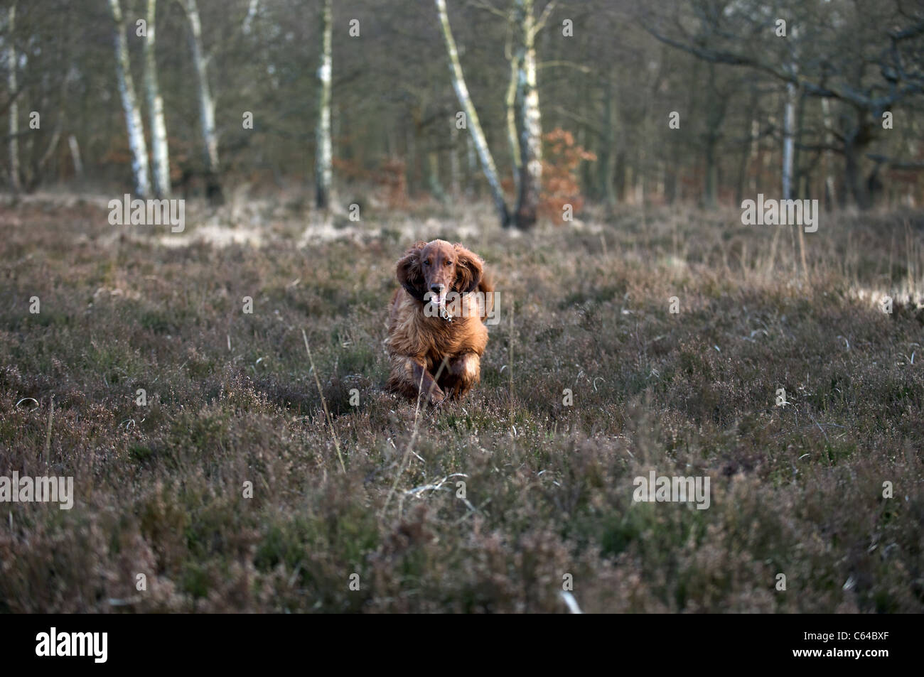 Red setter hi-res stock photography and images - Alamy
