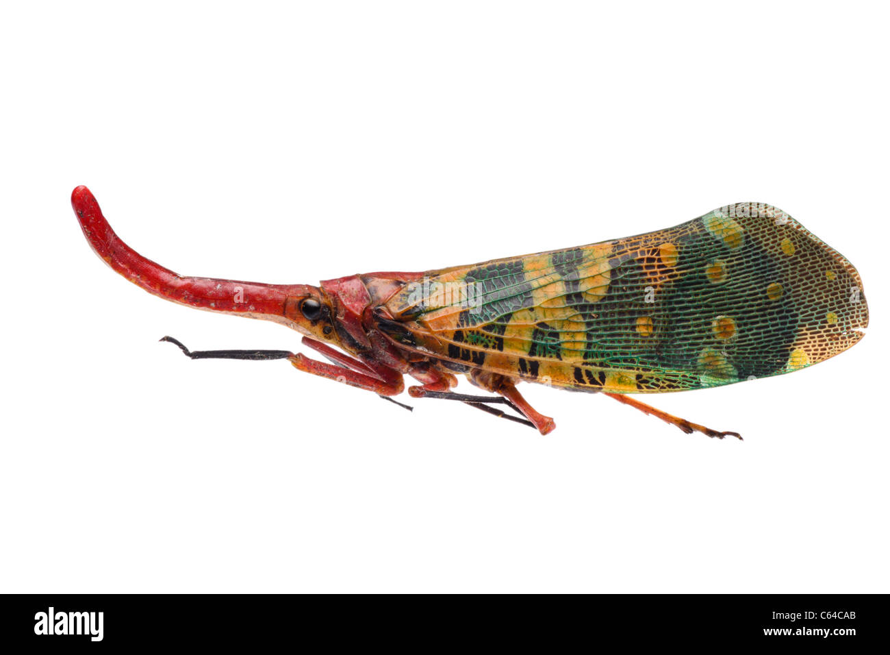 Flora and fauna insect Cut Out Stock Images & Pictures - Alamy