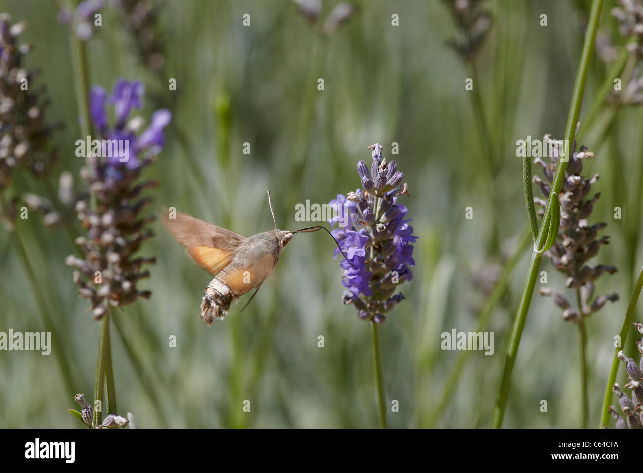 Hummingbird moth gathering nectar hi-res stock photography and images ...