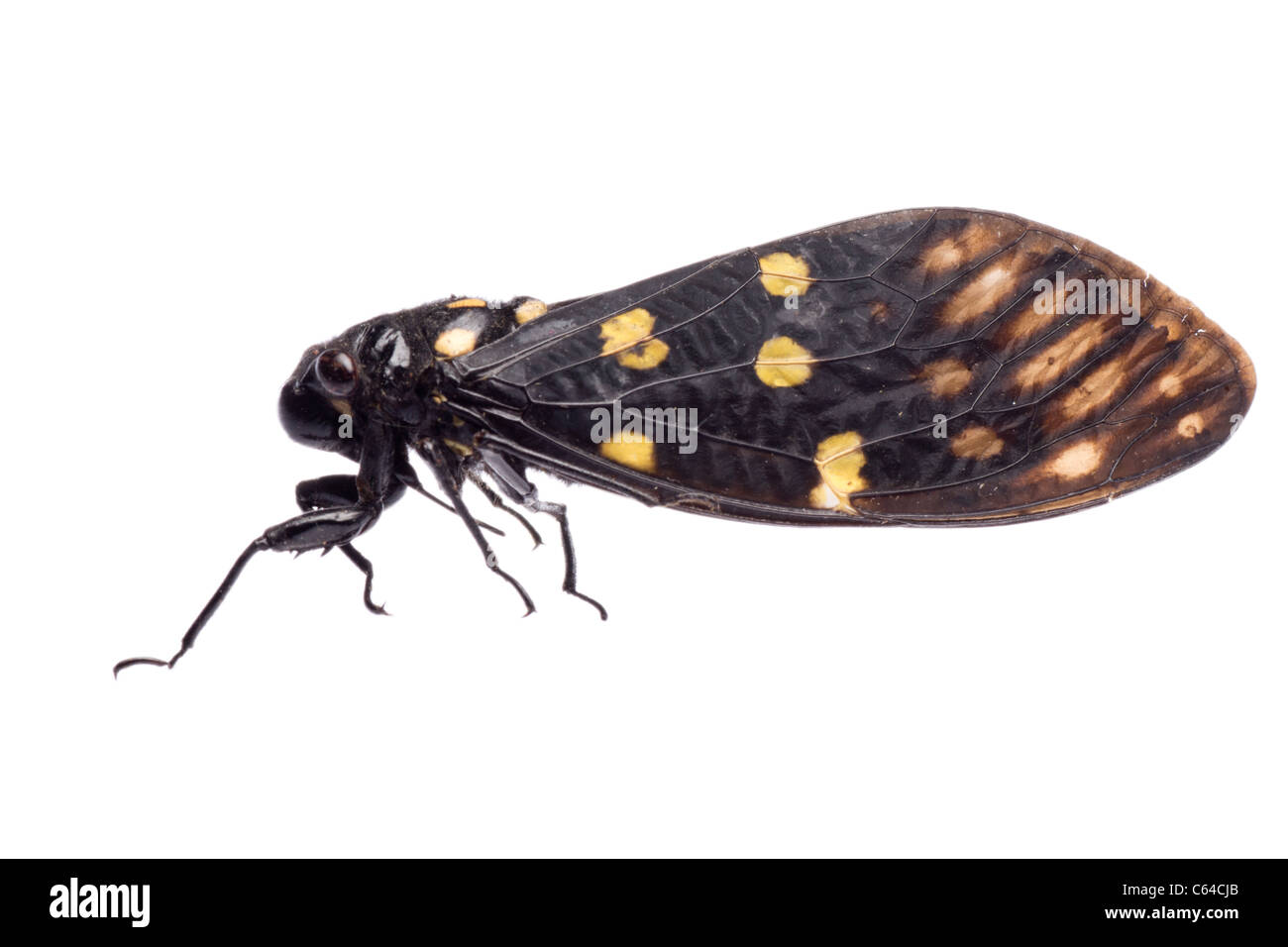 insect cicada isolated Stock Photo - Alamy