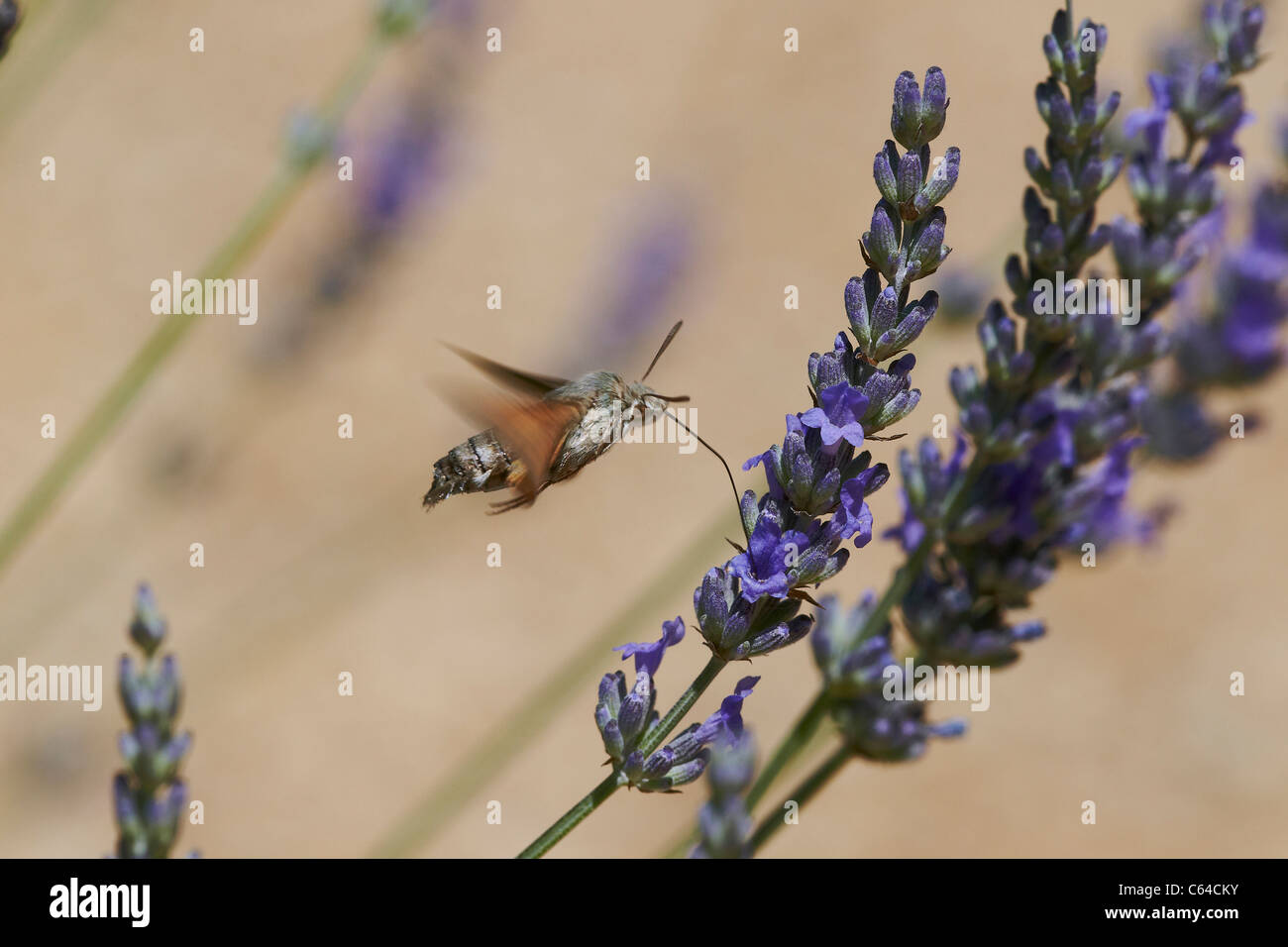 Hummingbird Hawkmoth, Macroglossum stellatarum in flight gathering ...