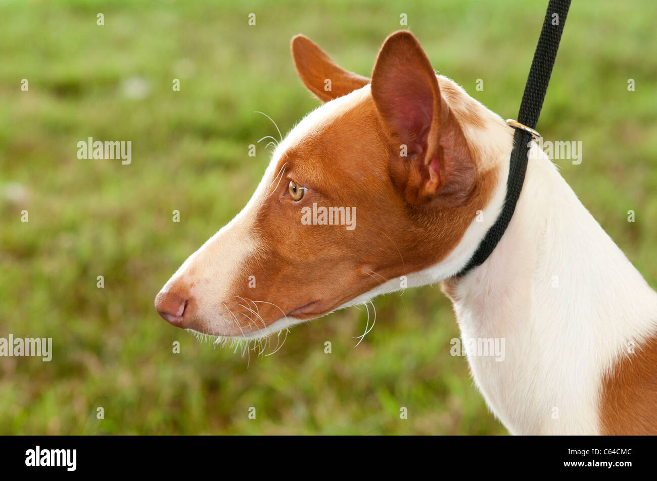 Ibizan hounds at dog show Stock Photo - Alamy