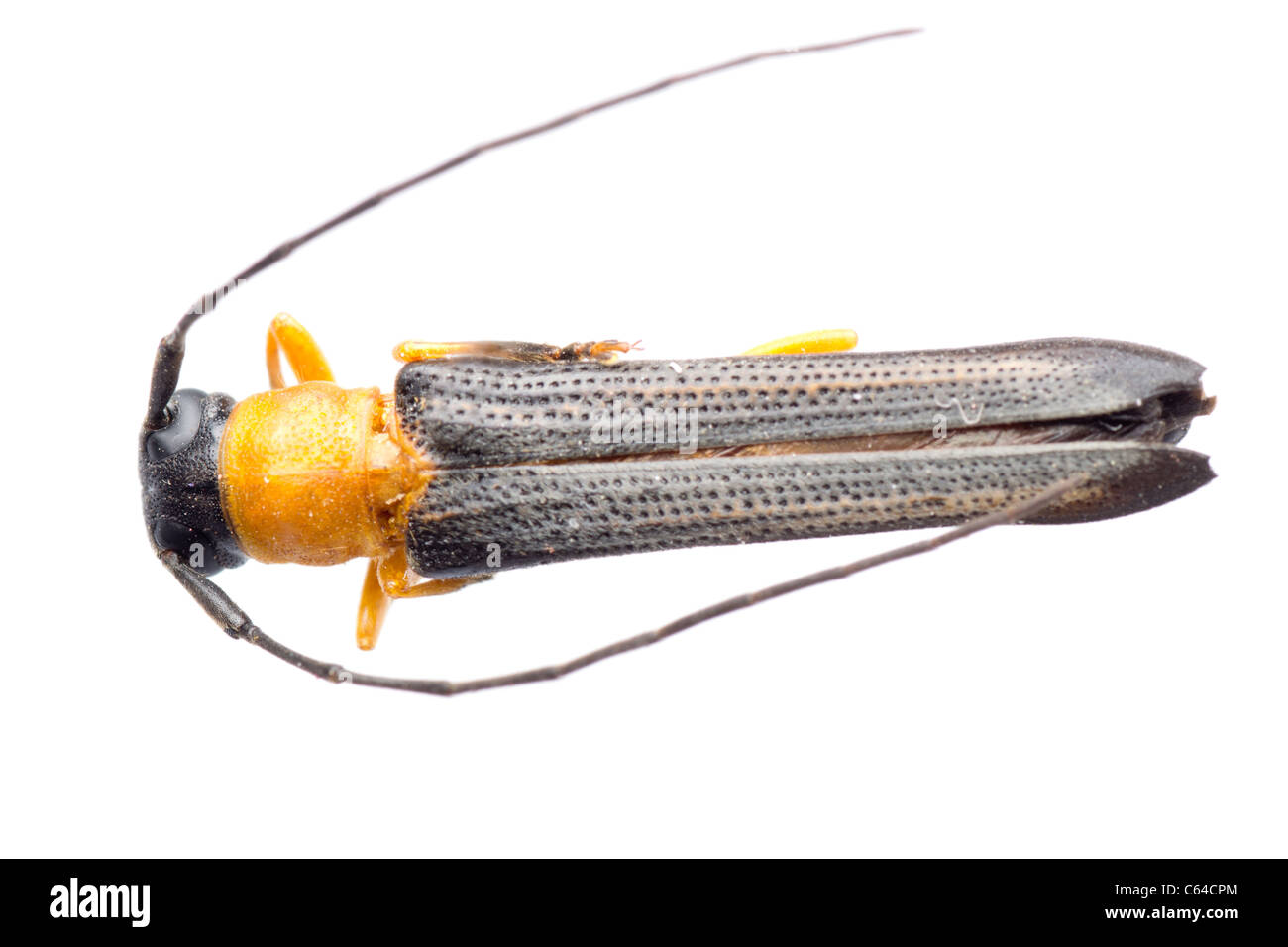 insect longicorn longhorn beetle isolated Stock Photo - Alamy