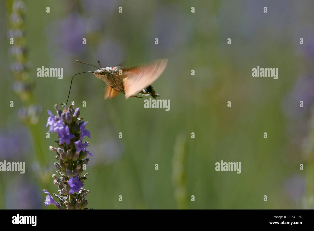 Moths in flight hi-res stock photography and images - Alamy