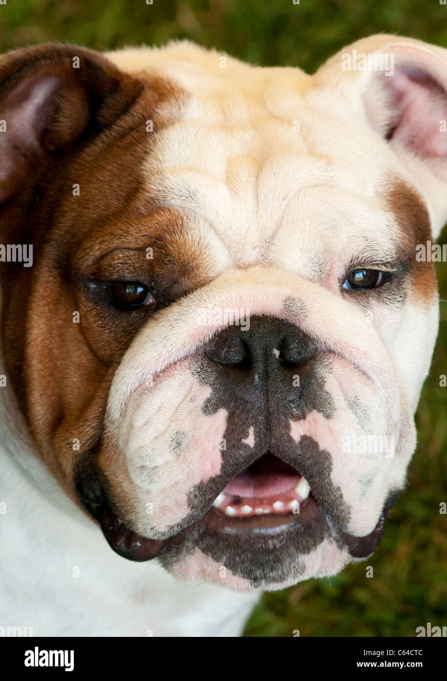 English Bulldog portrait Stock Photo - Alamy