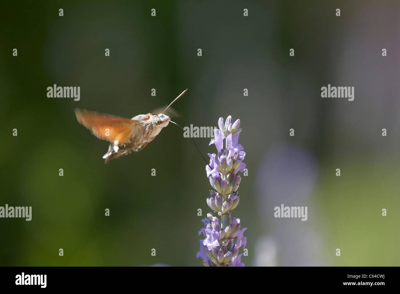 Hummingbird moth in flight hi-res stock photography and images - Alamy