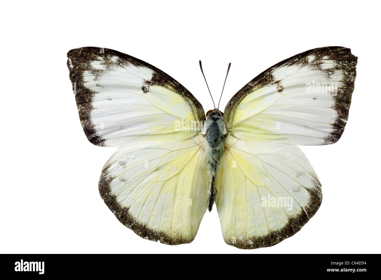 butterfly isolated on white Stock Photo - Alamy
